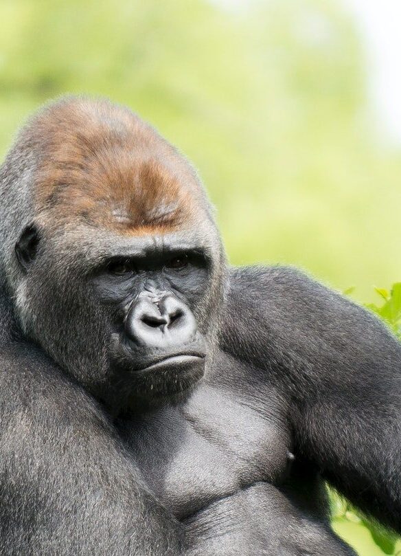 Uganda - Kenia Tours & Safaris Limited